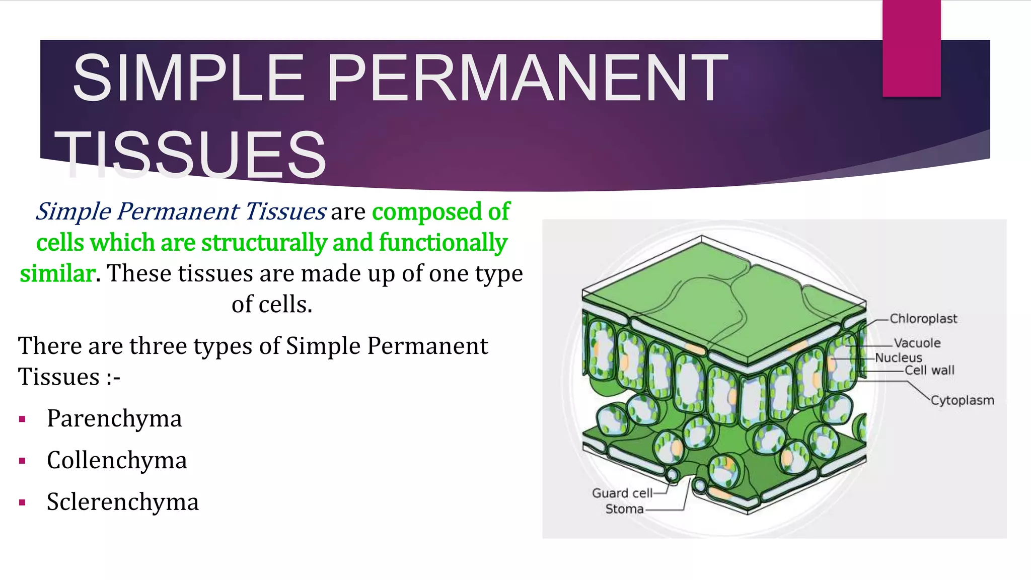 TISSUES Class - 9th | PPTX