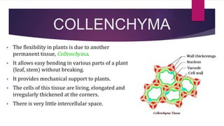 TISSUES Class - 9th | PPTX