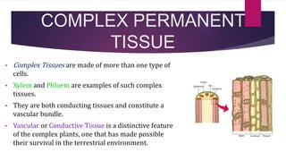 TISSUES Class - 9th | PPTX