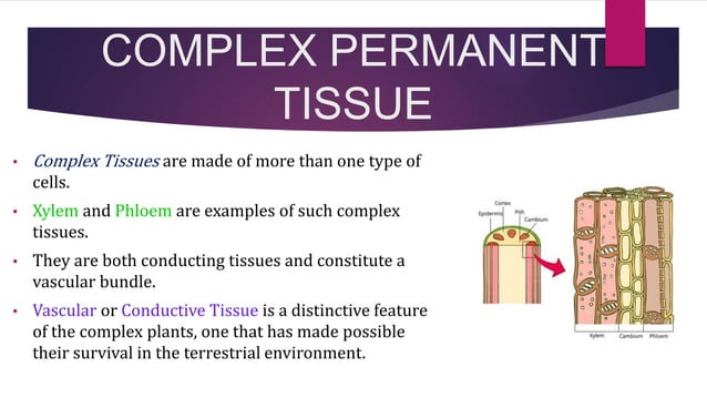 TISSUES Class - 9th | PPTX