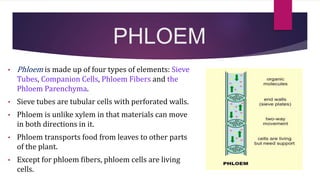 TISSUES Class - 9th | PPTX