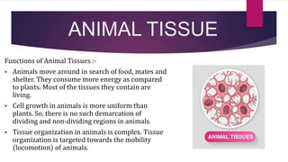 TISSUES Class - 9th | PPTX