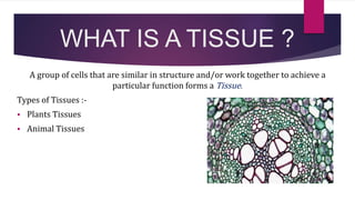 TISSUES Class - 9th | PPTX