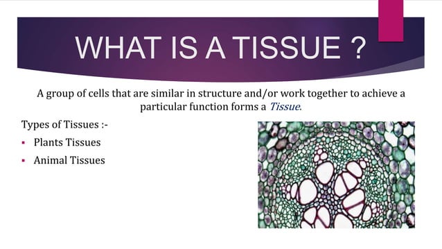 TISSUES Class - 9th | PPTX