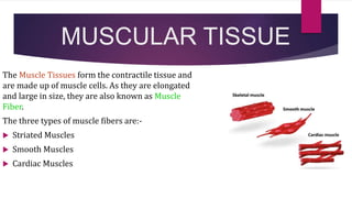 TISSUES Class - 9th | PPTX