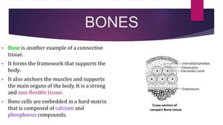 TISSUES Class - 9th | PPTX