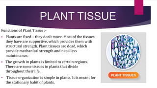 TISSUES Class - 9th | PPTX