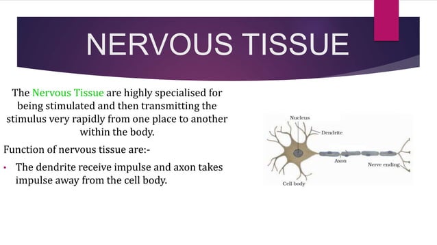 TISSUES Class - 9th | PPTX