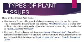 TISSUES Class - 9th | PPTX