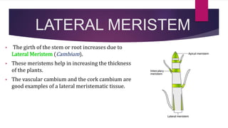 TISSUES Class - 9th | PPTX