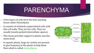 TISSUES Class - 9th | PPTX