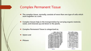 TISSUES.pptx | Gardening | Home & Garden