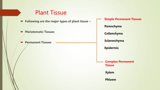 TISSUES.pptx | Gardening | Home & Garden