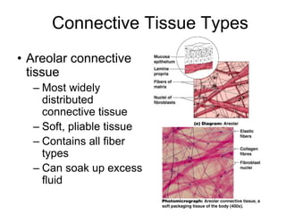 Tissues.ppt