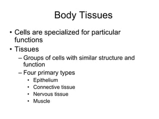 Tissues.ppt