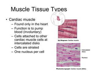 Tissues.ppt