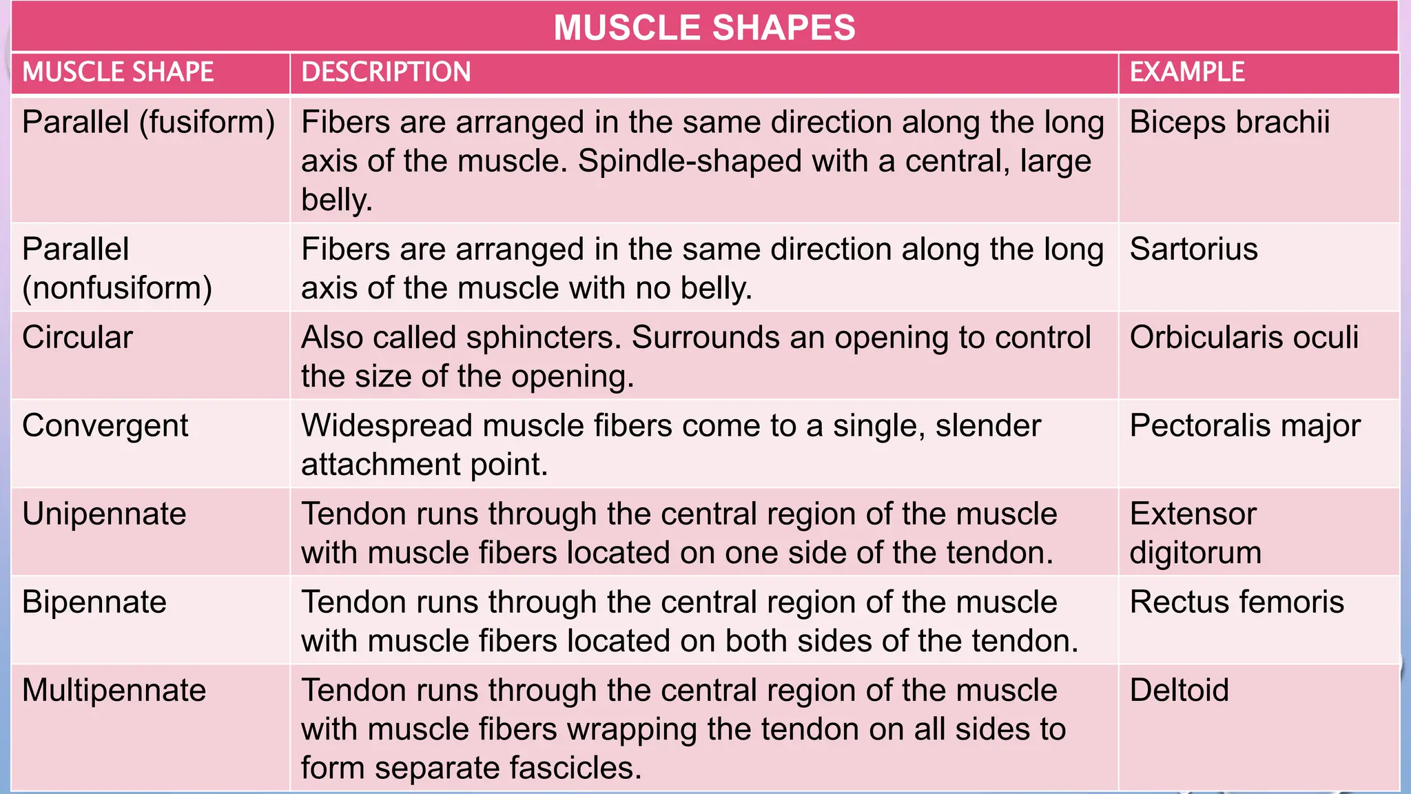TISSUES ANATOMY AND PHYSIOLOGY LECTURE PPT | PPTX | Brain and Nervous ...