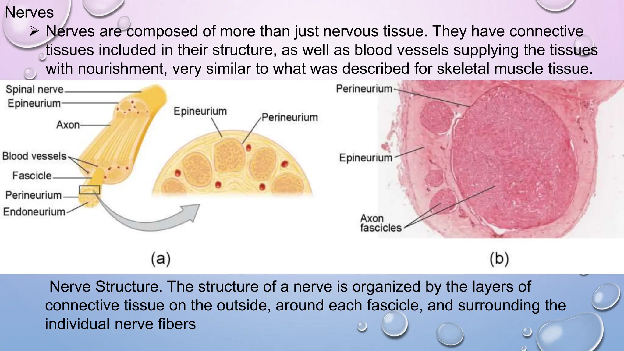 TISSUES ANATOMY AND PHYSIOLOGY LECTURE PPT | PPTX
