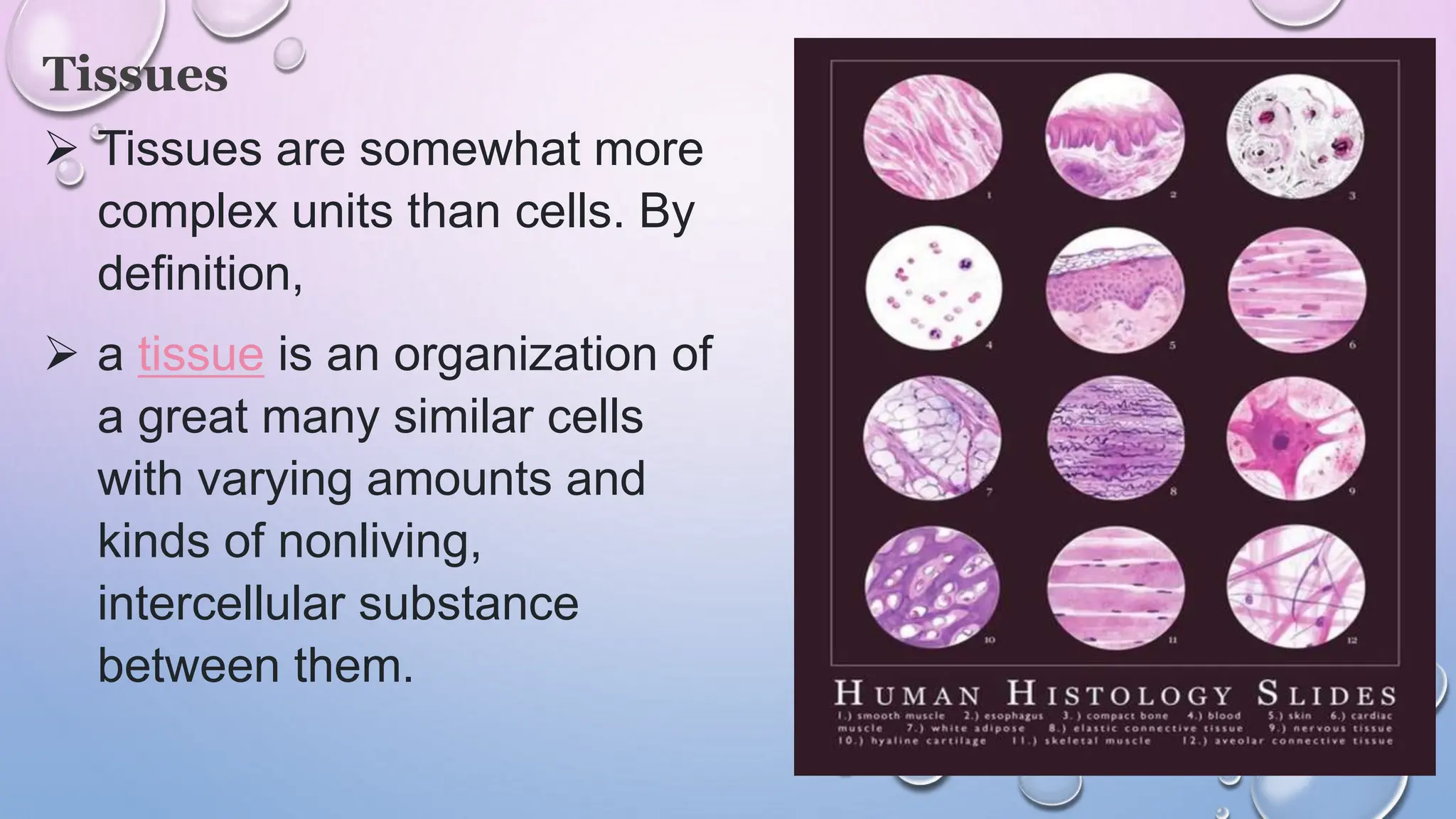 TISSUES ANATOMY AND PHYSIOLOGY LECTURE PPT | PPTX