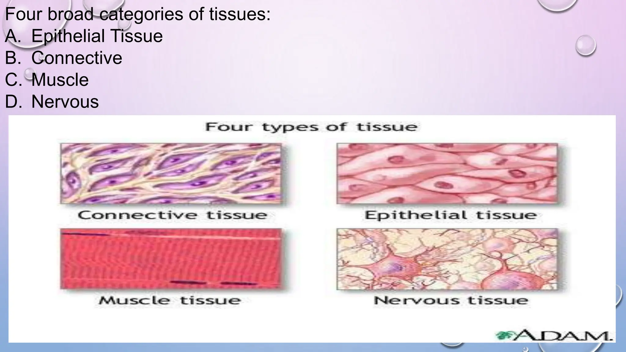 TISSUES ANATOMY AND PHYSIOLOGY LECTURE PPT | PPTX