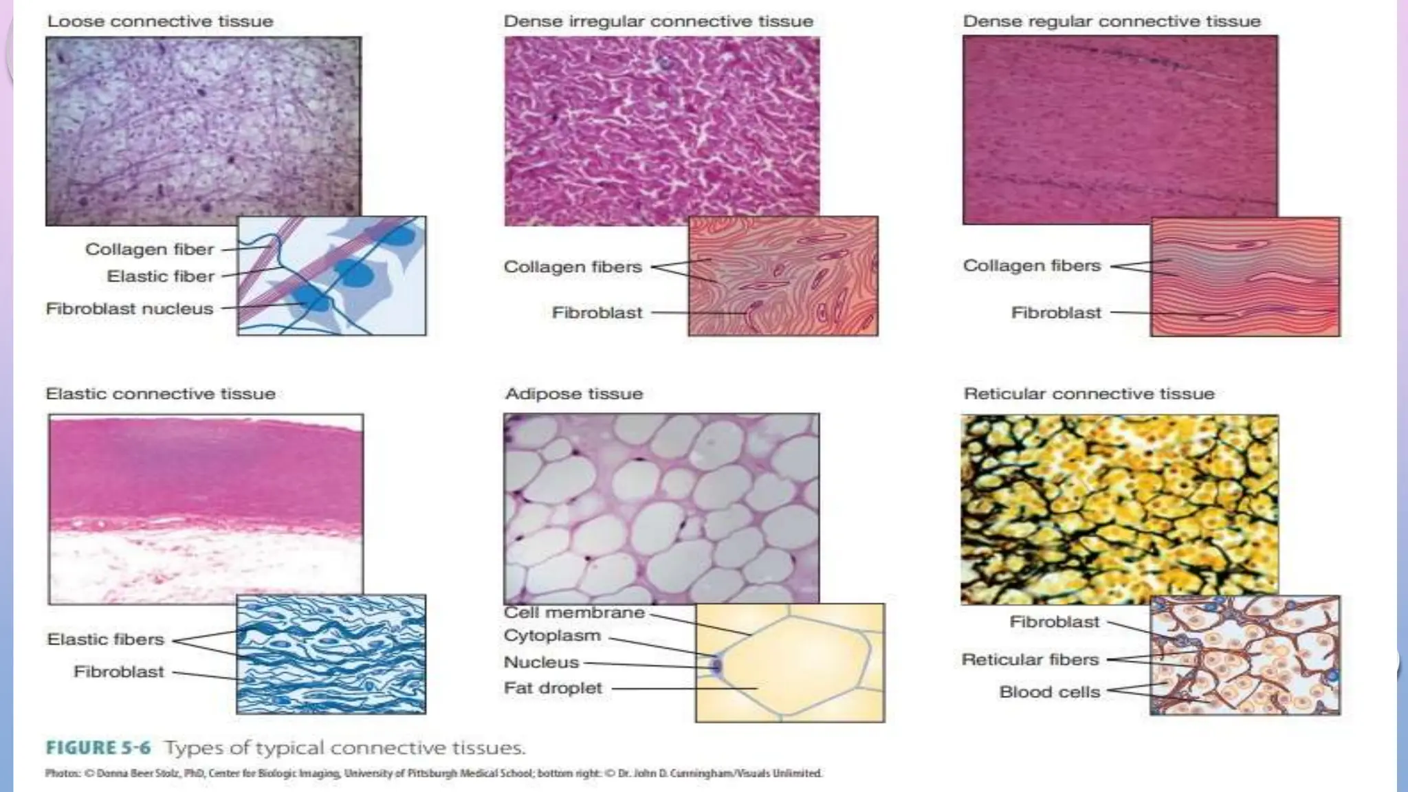 TISSUES ANATOMY AND PHYSIOLOGY LECTURE PPT | PPTX