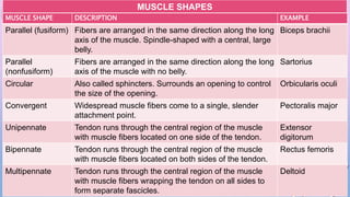 TISSUES ANATOMY AND PHYSIOLOGY LECTURE PPT | PPTX | Brain and Nervous ...