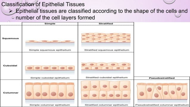TISSUES ANATOMY AND PHYSIOLOGY LECTURE PPT | PPT