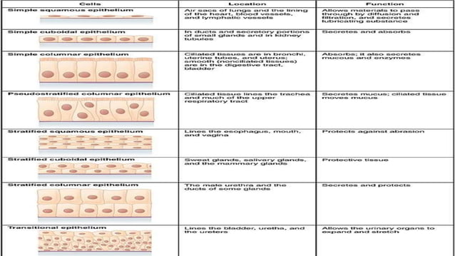 TISSUES ANATOMY AND PHYSIOLOGY LECTURE PPT | PPTX | Brain and Nervous ...