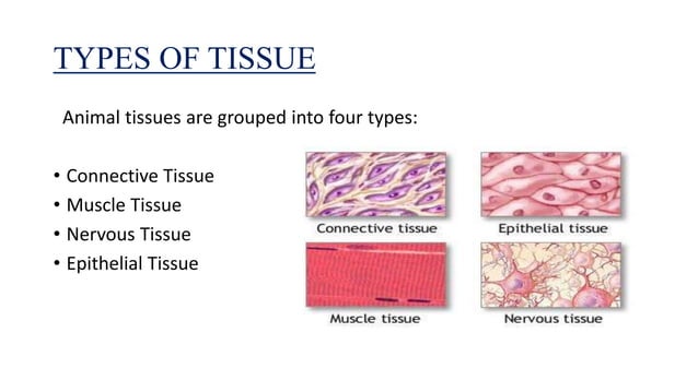 Different types of animal Tissues DMLT .pptx