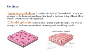 Different types of animal Tissues DMLT .pptx | Brain and Nervous System ...