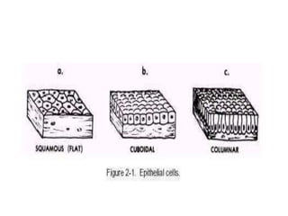 HUMAN BEING BODY TISSUESEXPLAINED IN DETAILS. | PPT