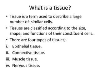 HUMAN BEING BODY TISSUESEXPLAINED IN DETAILS. | PPT