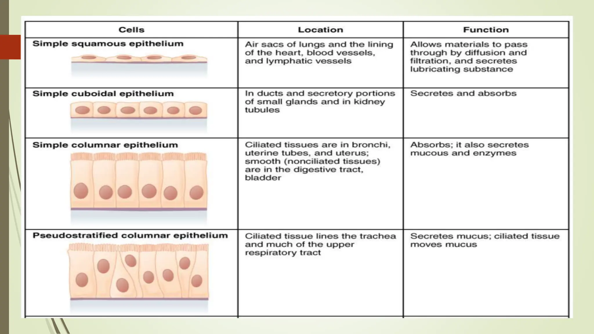 Here's a complete presentation on the topic of "tissue " for pharm d ...