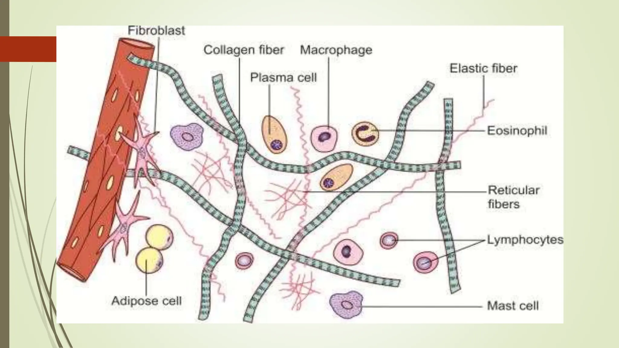 Here's a complete presentation on the topic of "tissue " for pharm d ...