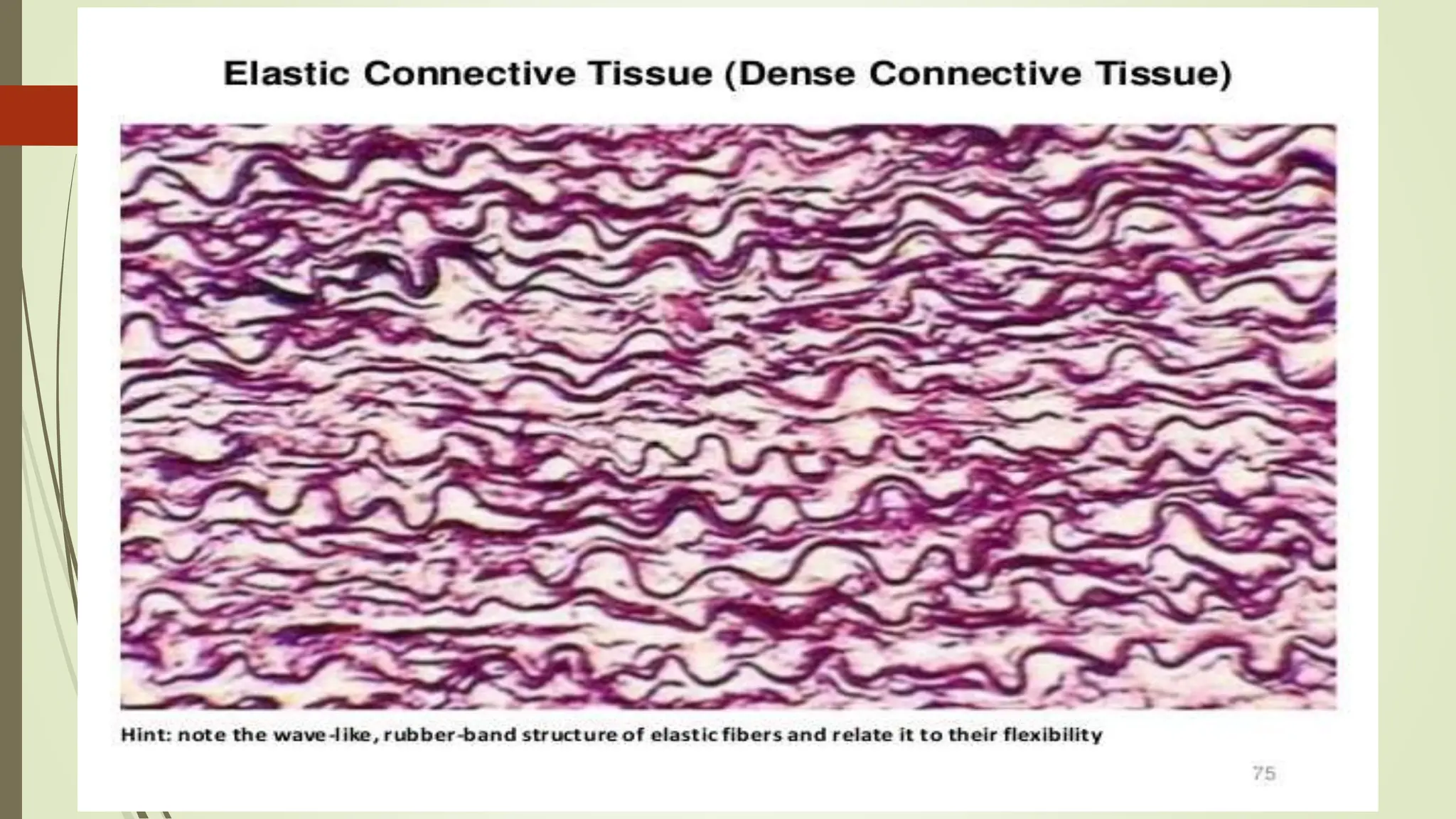 Here's a complete presentation on the topic of "tissue " for pharm d ...