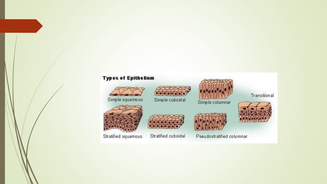 Here's a complete presentation on the topic of "tissue " for pharm d ...