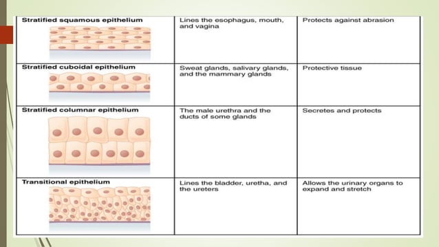 Here's a complete presentation on the topic of "tissue " for pharm d ...