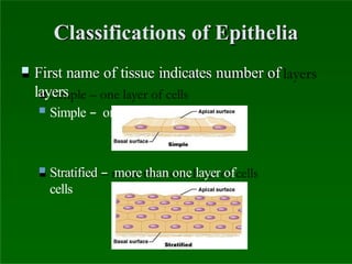 tissuestissuestissuestissuestissuestissues | PPTX