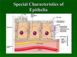 tissuestissuestissuestissuestissuestissues | PPTX