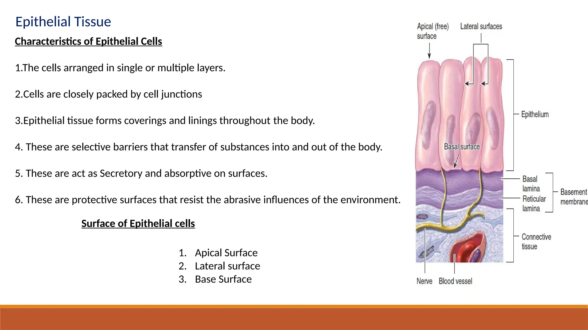 Classification of Epithelial Tissues.pptx
