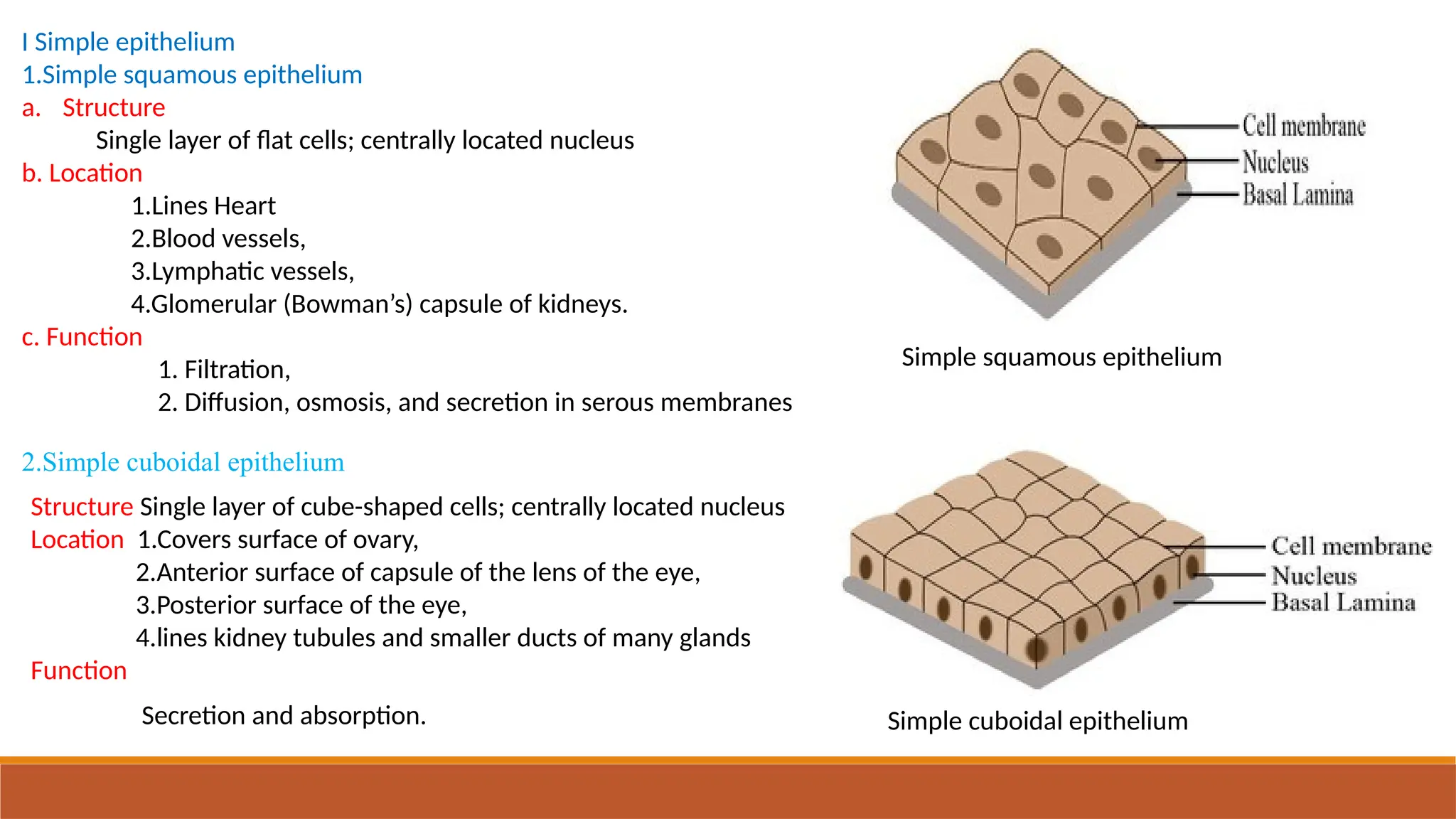 Classification of Epithelial Tissues.pptx