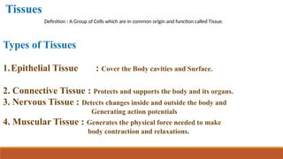 Classification of Epithelial Tissues.pptx