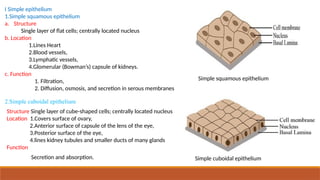 Classification of Epithelial Tissues.pptx