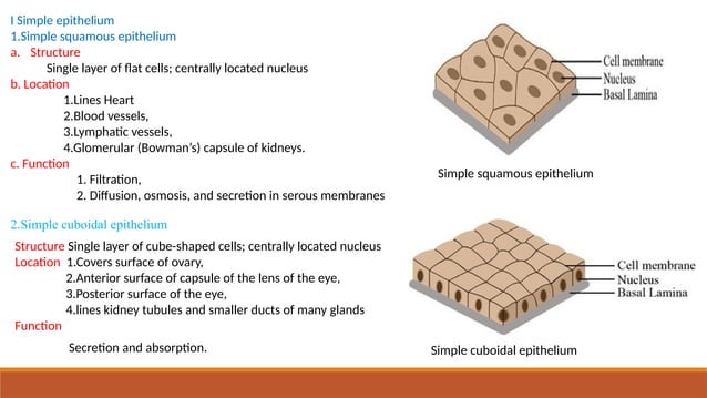 Classification of Epithelial Tissues.pptx