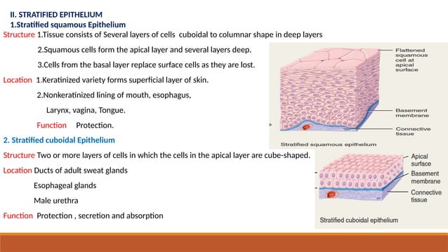 Classification of Epithelial Tissues.pptx