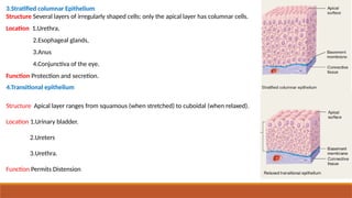 Classification of Epithelial Tissues.pptx