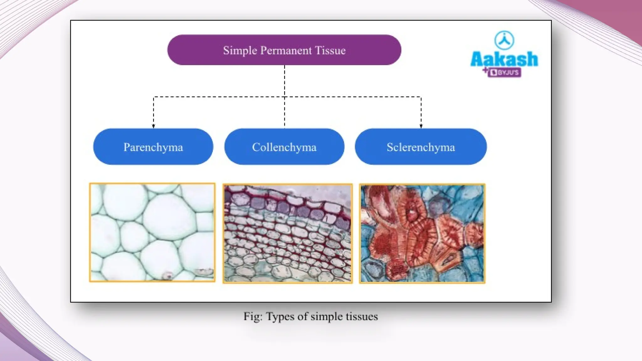 tissues cbse grade 9 science biology.pptx