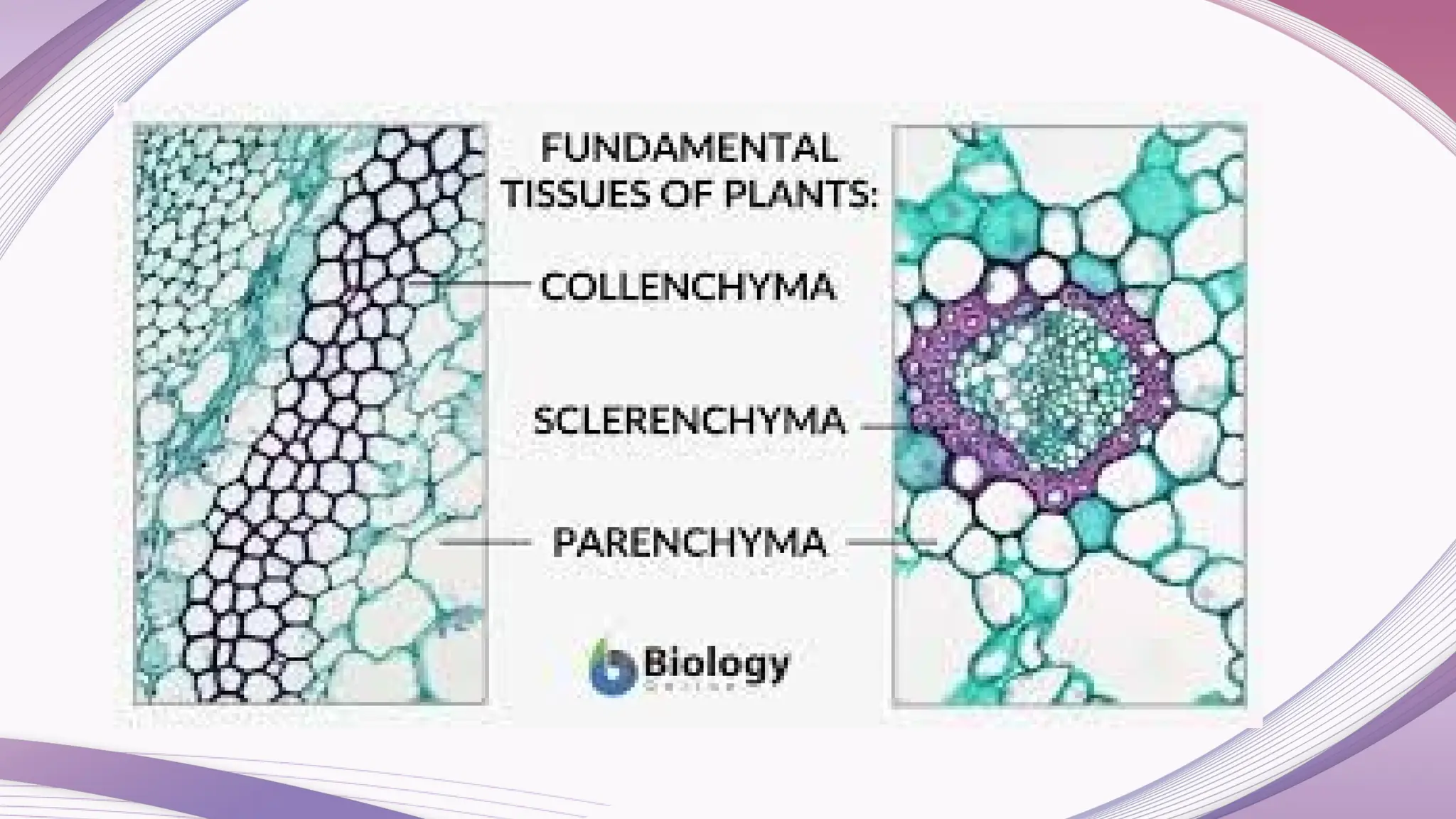 tissues cbse grade 9 science biology.pptx