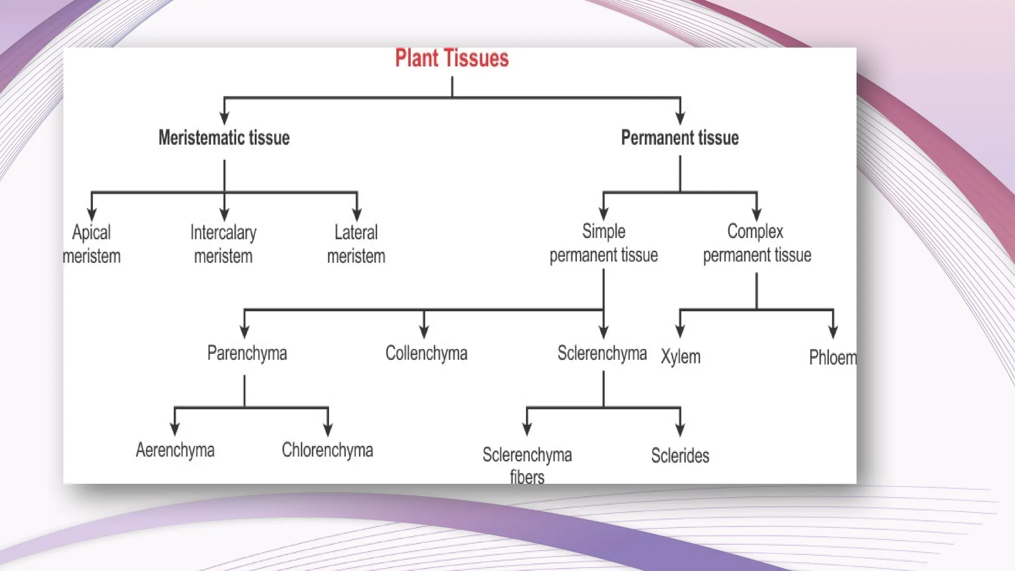 tissues cbse grade 9 science biology.pptx
