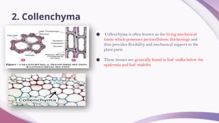 tissues cbse grade 9 science biology.pptx